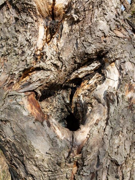 The Trunk Of The Dead Tree With Bark Abstract Texture Stock Image