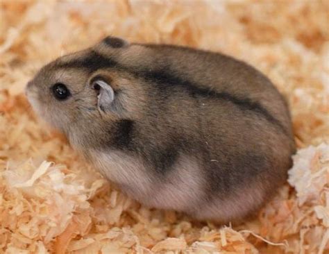 How To Play With A Russian Dwarf Hamster At Heather Richards Blog