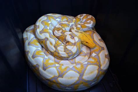 Purple Reticulate Python Reticulated Python Reptiles Snake