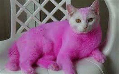 Cat dyed pink and dumped in UK garden | Pink cat, Pink animals, Cats