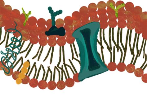 On Demand Membrane Deformation Yale Scientific Magazine