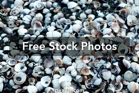 Mollusk Shells Photos Download The Best Free Mollusk Shells Stock