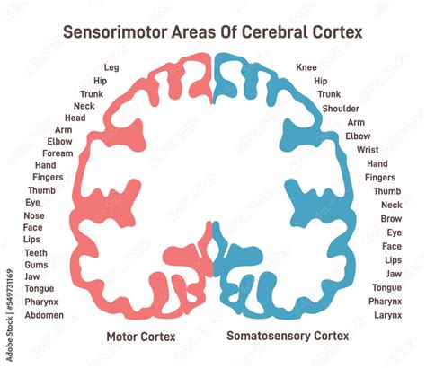 Sensorimotor Areas Of The Cerebral Cortex Anatomy Of The Human Brain Stock Vector Adobe Stock