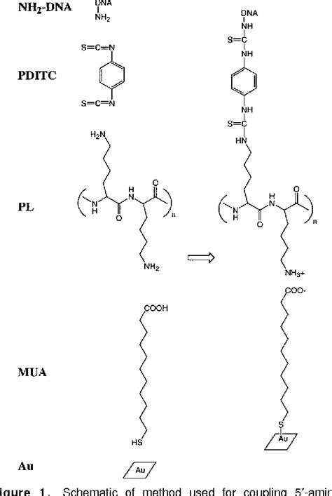 Figure 1 From In Situ Surface Plasmon Resonance Imaging Detection Of Dna Hybridization To