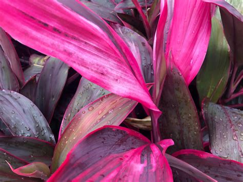 Red Ti Plant Care Tips Hawaiian Ti Plant Troys Tropics