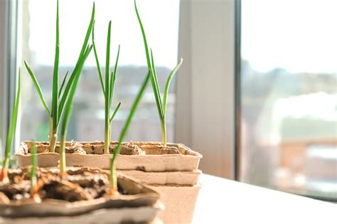 농업 집에서 구근의 씨앗에서 양파를 재배 유기농 제품 생태 식품 농업 배경 시골 생활 시골 0명에 대한 스톡 사진 및 기타