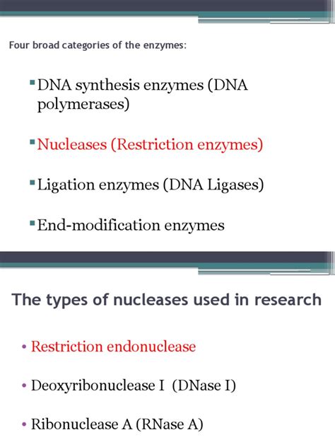 Types And Nomenclature Of Restriction Enzymes Pdf Restriction