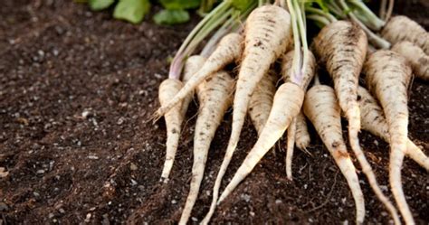 Plucky Parsnips How To Grow This Versatile Crop Plus Other Tips For May