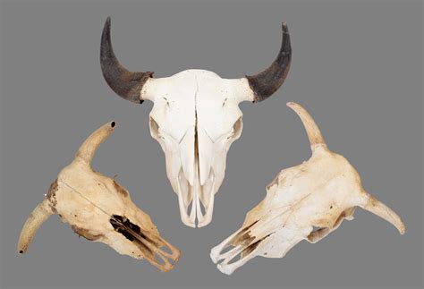 Lot 242 Skullsanatomy A North American Bison Skull