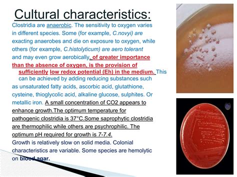 Clostridium And Its Pathogenesis In Humans Ppt Pptx