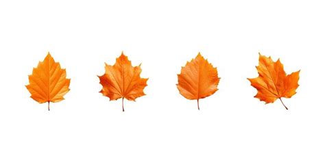 Premium Vector Orange Mayple Leaf On A White Background Generative Ai