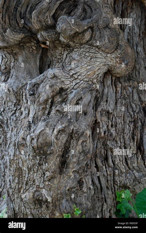 Twisted Tree Trunk Hi Res Stock Photography And Images Alamy