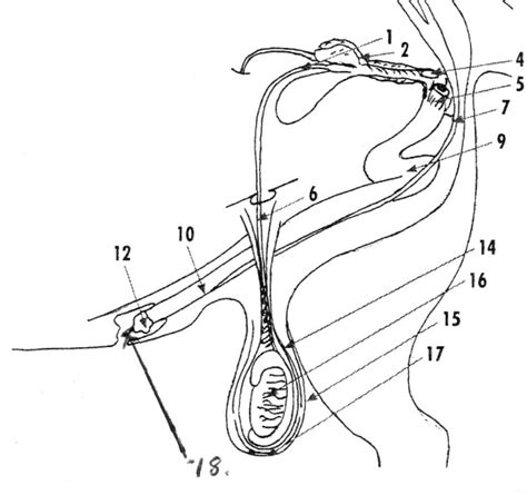 Theriogenology Reproductive Tract Of The Ram Diagram Quizlet