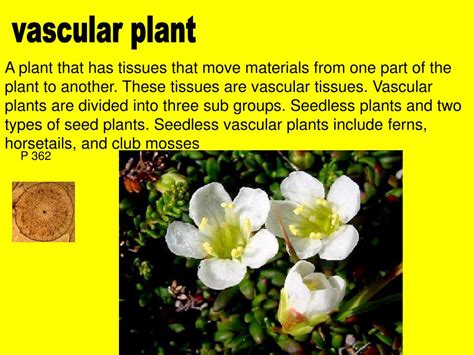Ppt Understanding Vascular And Nonvascular Plants Life Cycles And