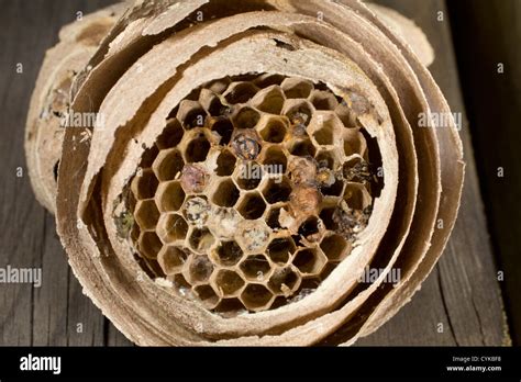 Inside Wasp Nest