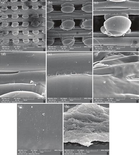 Scanning Electron Microscopy With Different Magnification Levels For Download Scientific
