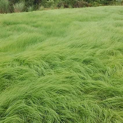 Qauzuy Garden 200 Weeping Love Grass Ornamental Love Grass