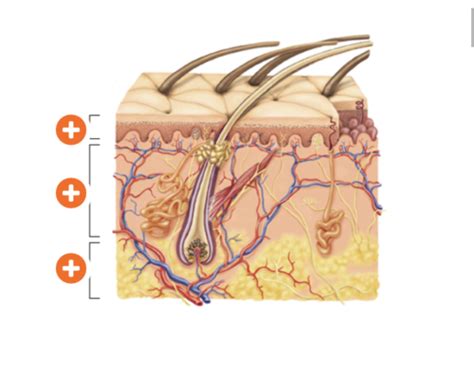 Biol 4003 Integumentary System Flashcards Quizlet