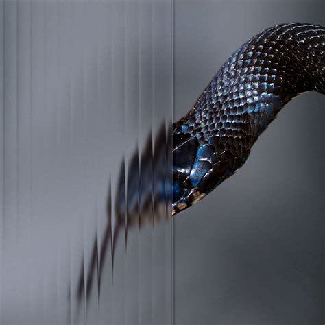 Glassmorph Action Pack Design Syndrome