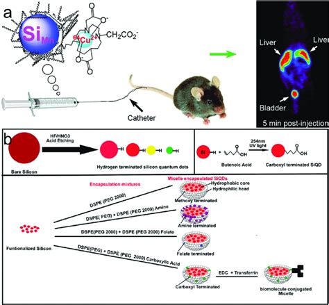Ultra Small Silicon Qds For Cancer Theranostics A Si Qds
