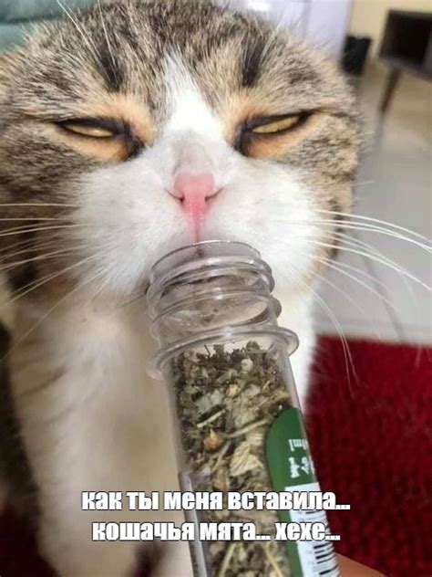 Мем как ты меня вставила кошачья мята хехе Все шаблоны Meme arsenal com