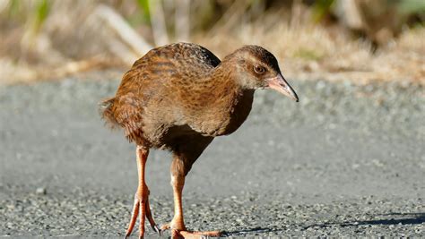 Weka A Powerful Suite Of Machine Learning Software For Data Mining And Predictive Analytics