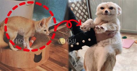 오사카 사막여우 카페서 실제로 만질 수 있다는데입장료 위치 운영시간은