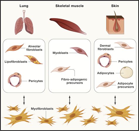 Fibroblasts Origins Definitions And Functions In Health And Disease Cell