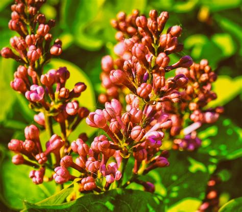 Free Images Nature Blossom Leaf Flower Produce Botany Garden Flora Plants Wildflower