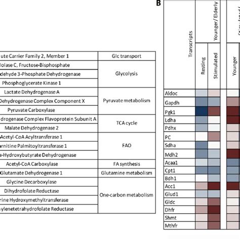 Gene Expression Profiles Of Naïve B Cells Undergoing Stimulation Naïve Download Scientific
