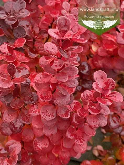 Berberis thunbergii 'Florence', Барбарис Тунберга 'Флоренс'|landshaft.info