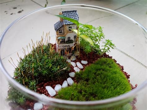 [이끼 키우기]집에서 이끼를 키우려고 할 때 주의해야 할 점들을 알아보자 네이버 블로그