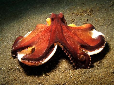 Download Giant Pacific Octopus Camouflagedon Ocean Floor  Wallpaper