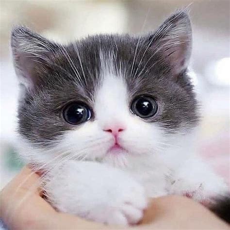 کانال گیف گربه معرفی کانال