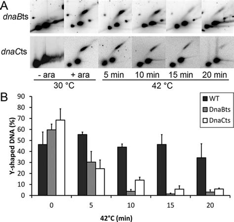Replication Fork Stability At A Replication Roadblock A 2d Gel Download Scientific Diagram