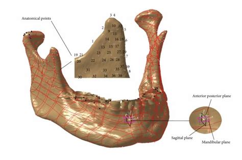 Coordinate System Spline Curves And Anatomical Points Defined On