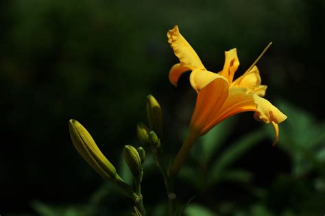 무료 이미지 자연 사진술 햇빛 꽃잎 녹색 식물학 니콘 노랑 플로라 야생화 꽃들 닫다 D700 백합 매크로 사진 꽃 피는 식물 식물 줄기