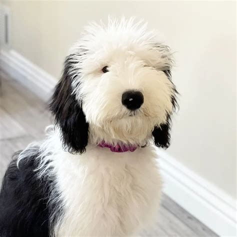 Bayley The Sheepadoodle The Dog That Looks Like Snoopy Girlstyle