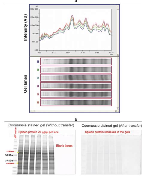 Protein Transfer Efficiency And Protein Loading Representative Multi