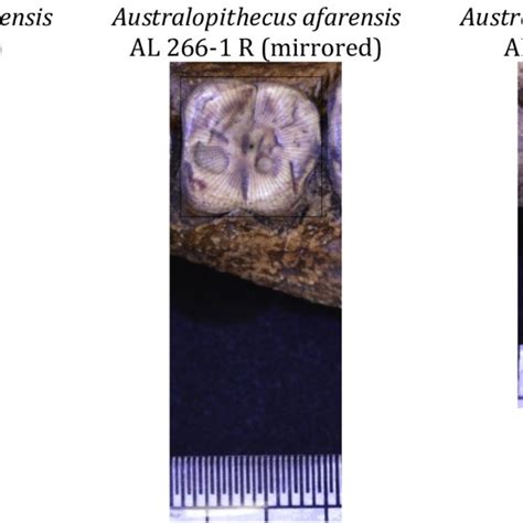 2 Examples Of Australopithecus Afarensis M1 Morphology Download Scientific Diagram