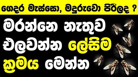 How To Get Rid Of Houseflies And Mosquitos මැස්සන්ගෙන් කරදරයිද මෙන්න විසදුම Wasthu Rahas