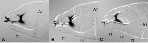 Rescue Of Thorax Without Bcd Dependent Hb Expression 12 14 A Download Scientific