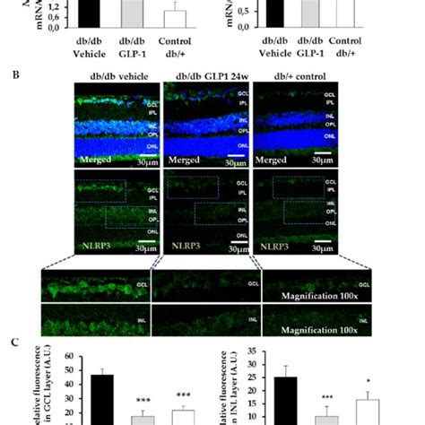 A Real Time Quantitative Reverse Transcription Polymerase Chain Download Scientific Diagram