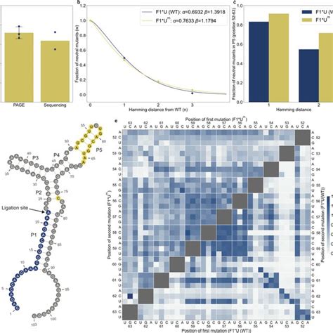Machine Learning Assisted Evolutionary Algorithm Enables In Silico