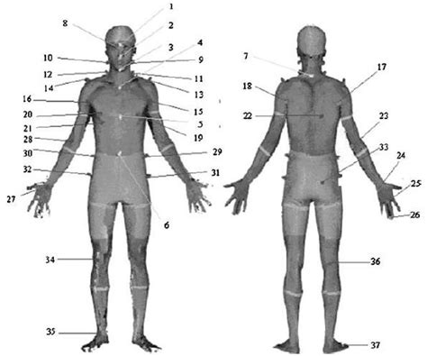 Landmarks Used For Collecting The Anthropometric Dimensions Wang Et Download Scientific