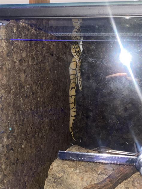 weird behavior r ballpython