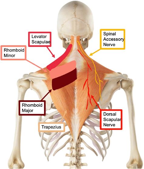 Dorsal Scapular Nerve Wikism Sports Medicine Wiki