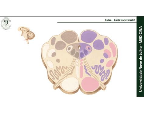 Tronco EncefÁlico Bulbo Quiz