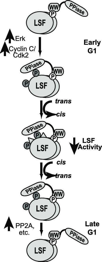Model Of Pin1 Regulation Of LSF A Detailed Discussion Of The Model Is Download Scientific
