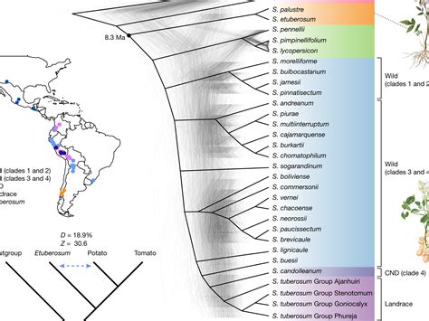 Understanding The Importance Of 1195 Identity Declaration
